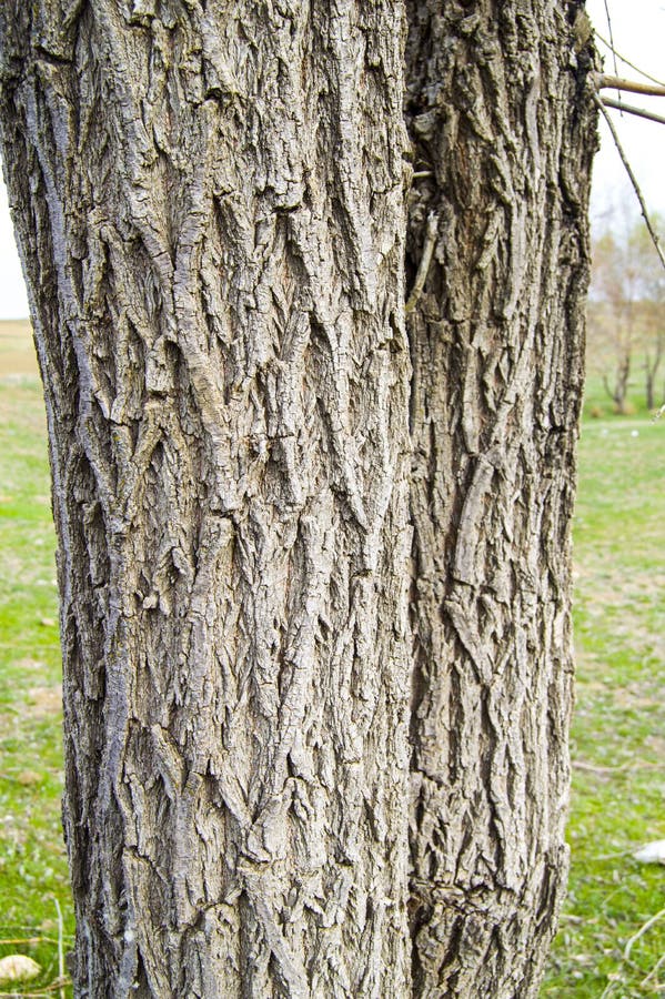 Willow Tree Outer Shell Pictures, Tree Bark, Patterned Bark, Willow ...