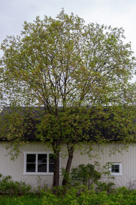 A Willow Tree by an Outhouse Stock Image - Image of selje, uthus: 257746869