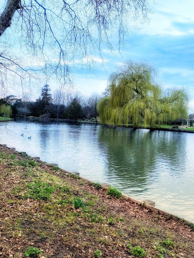 Willow tree over a lake stock photo. Image of leaf, landscapes - 274976276