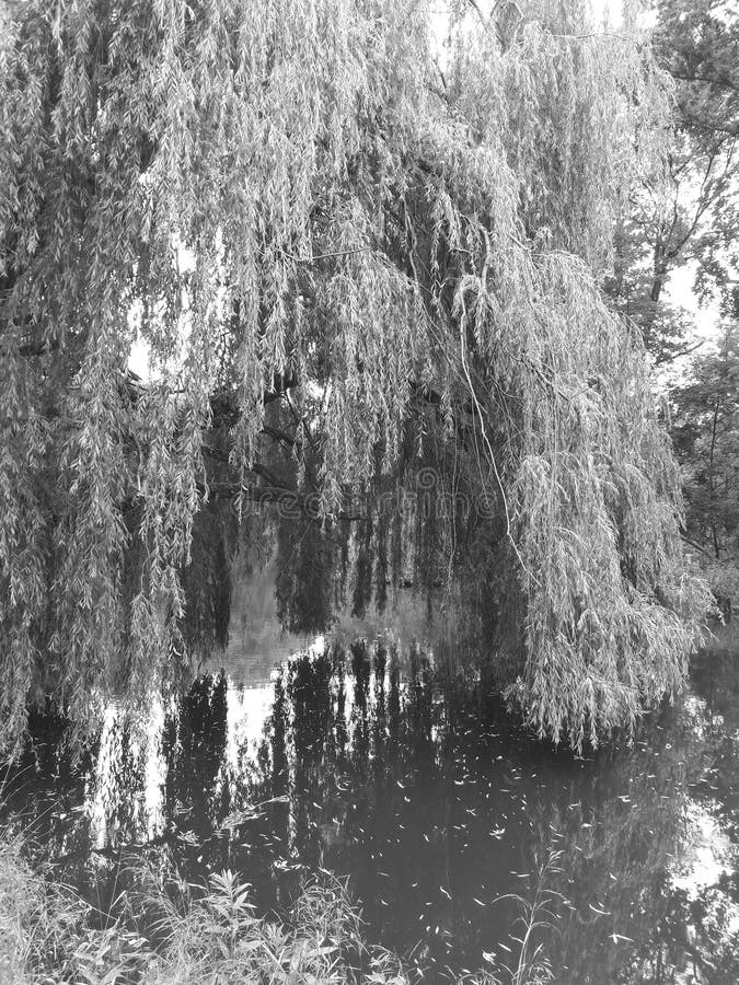 Willow Tree Over the Pond - Black and White Stock Image - Image of ...
