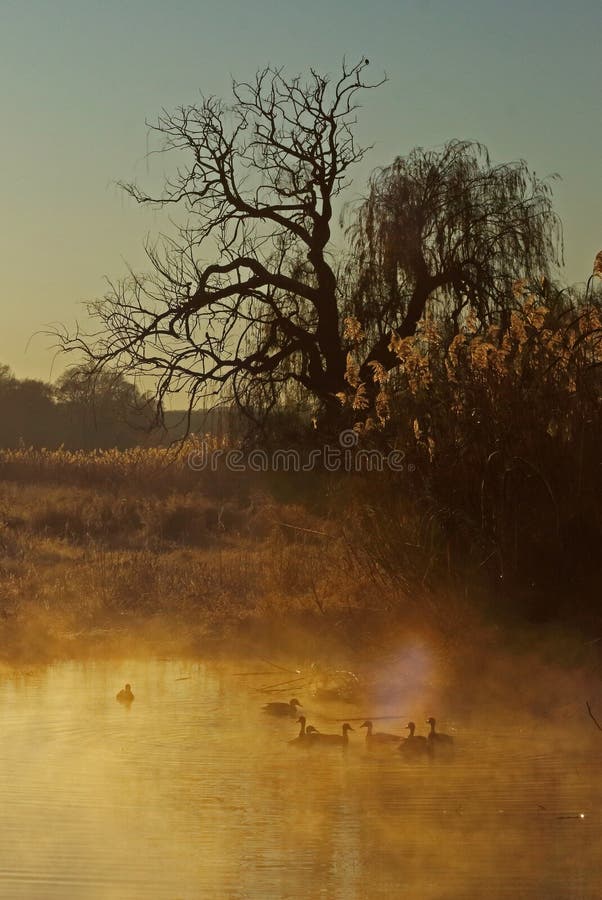 3,074 Willow Tree Water Color Stock Photos - Free & Royalty-Free Stock ...