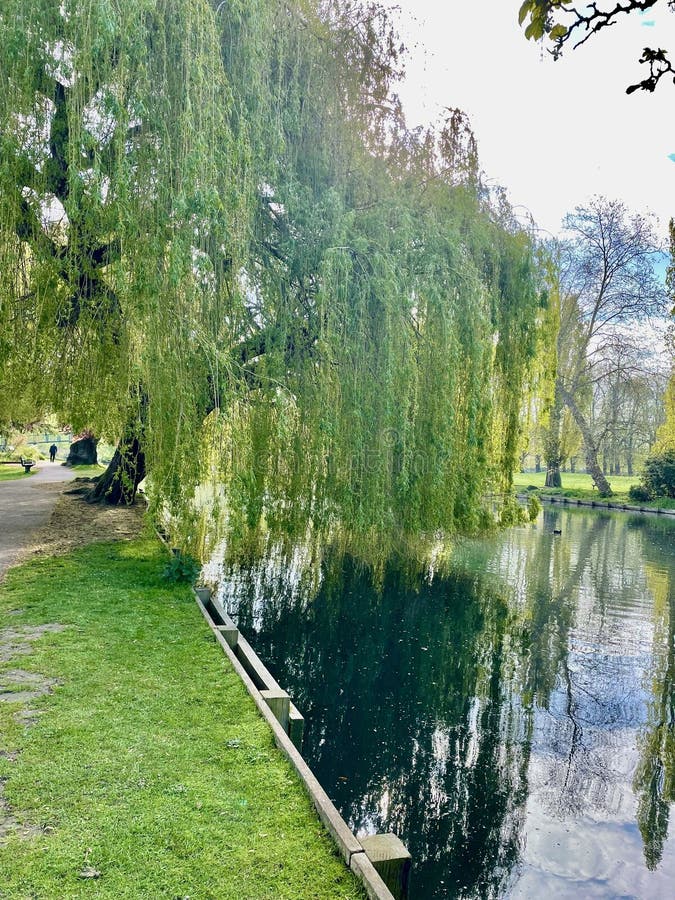 Willow tree by the lake stock photo. Image of wetland - 278699152