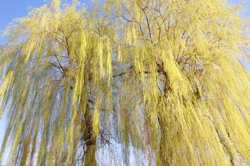 Willow tree stock image. Image of osier, wood, sallow - 31135611