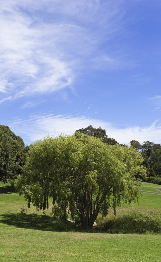 Willow tree in a park stock image. Image of hills, land - 31955601