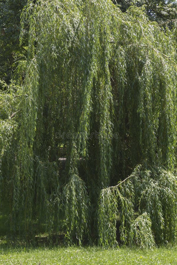 Willow tree in the park stock photo. Image of ecology - 151712960