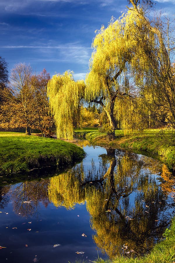 Willow tree by the Pond stock image. Image of freshness - 75824869