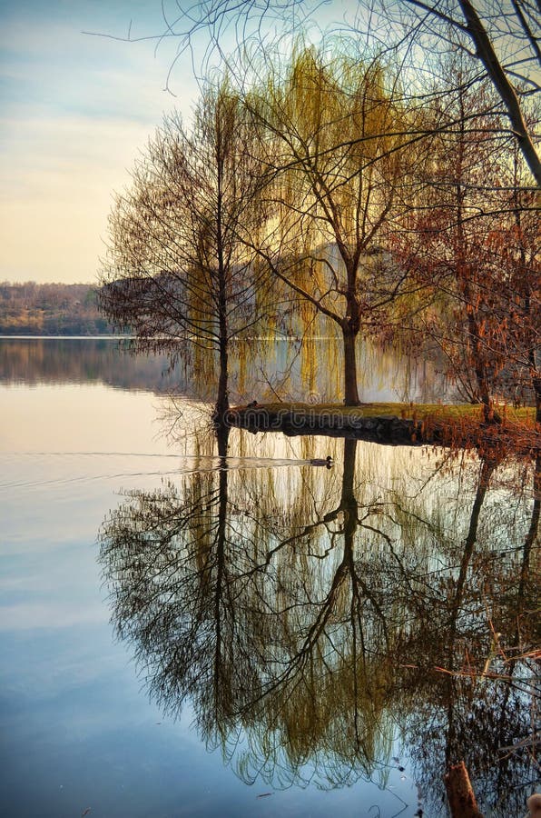 Willow Tree Reflecting on Lake Water. Serene Autumn Scene Stock Photo ...