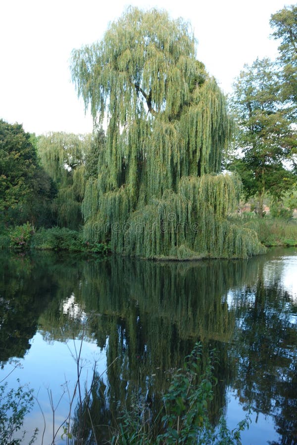 Willow Tree Reflecting on a Lake Stock Image - Image of tree, water ...