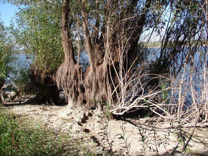 Willow tree by the river stock photo. Image of willow - 133599230