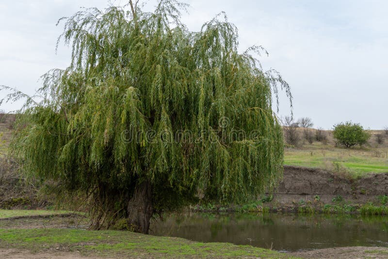 Willow Tree by the River in Summer Stock Image - Image of leaf, bank ...