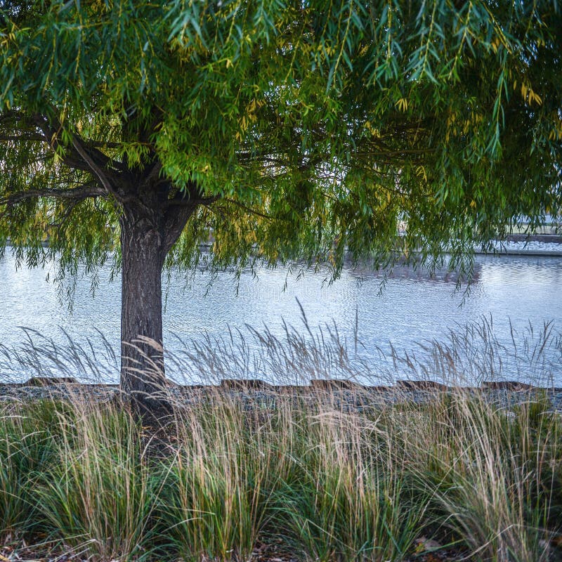 Willow tree on Rivers edge stock photo. Image of edge - 62654062