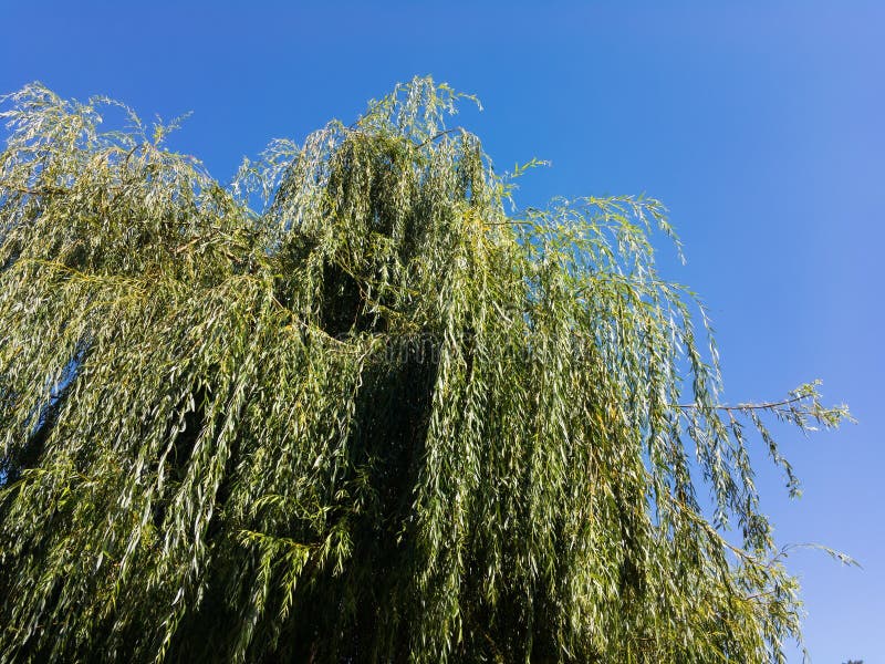 Willow Tree (Salix Babylonica) with Blue Sky As Copy Space Stock Photo ...