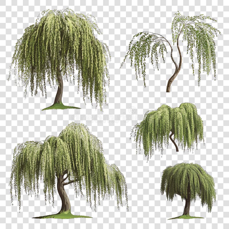 Willow tree set stock image. Illustration of park, engraving - 341536811
