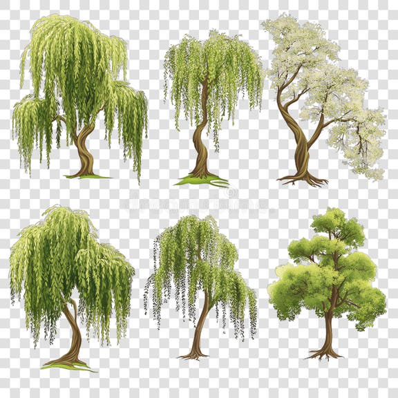 Willow tree set stock image. Illustration of organic - 341536819