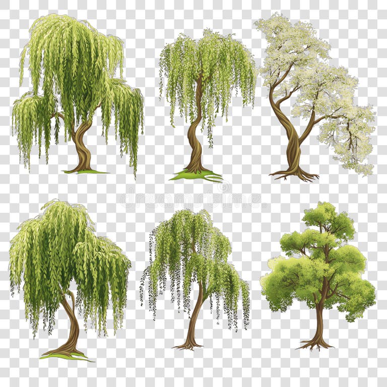Willow tree set stock image. Illustration of organic - 341536819