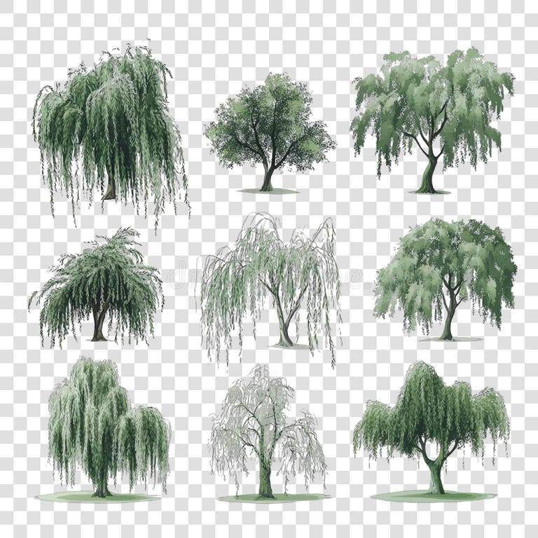 Willow tree set stock photo. Illustration of plant, collection - 341536822