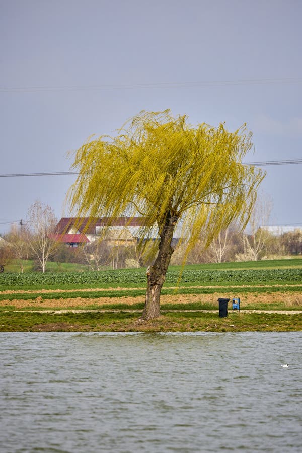 A Willow Tree on the Shore of a Lake Stock Image - Image of seasonal ...