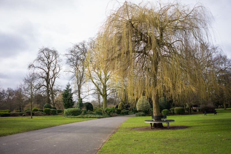 Willow Tree Side of a Pathway in a Park Stock Photo - Image of park ...
