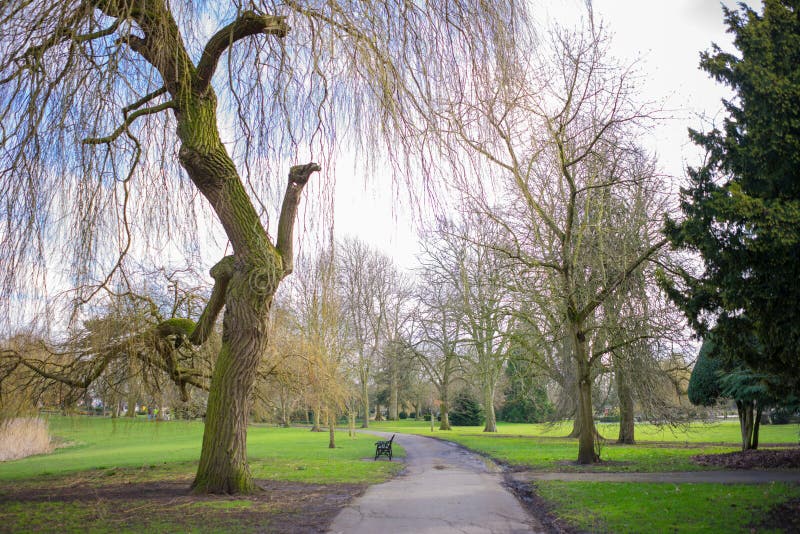 Willow Tree at the Side of a Pathway in a Park. Stock Image - Image of ...