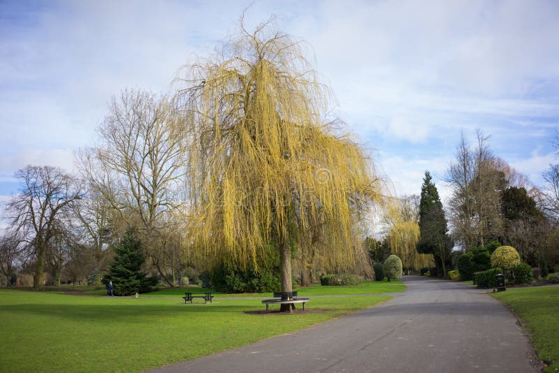 Willow Tree at the Side of a Pathway in a Park. Stock Photo - Image of ...