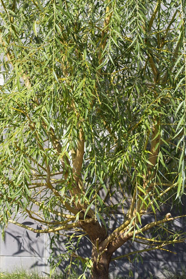 Willow tree close-up stock photo. Image of mountain, super - 59553240