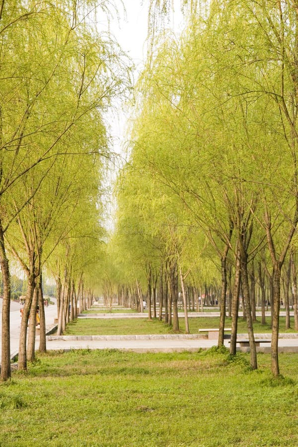 Willow tree in spring stock photo. Image of leaf, spring - 13496142