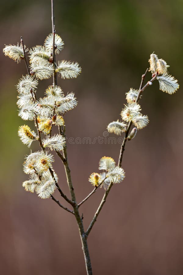 Willow tree in a spring stock photo. Image of blossom - 191086550