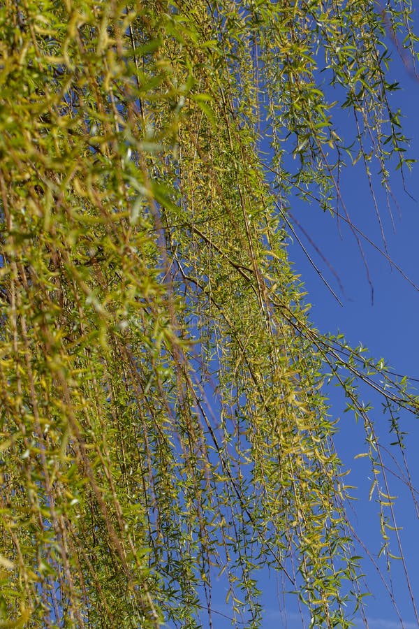 Willow Tree during Spring Blooming in the Forest Stock Image - Image of ...