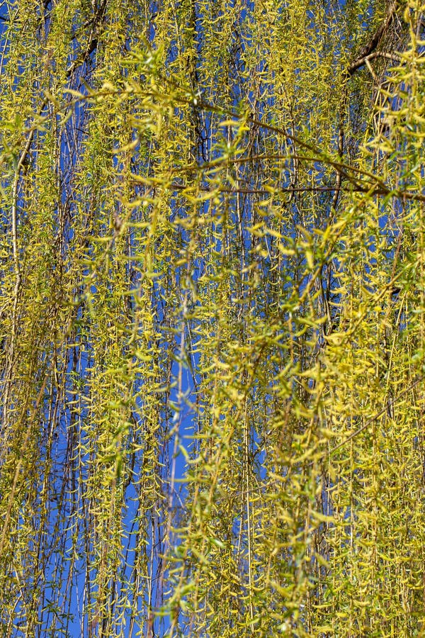 Willow Tree during Spring Blooming in the Forest Stock Image - Image of ...