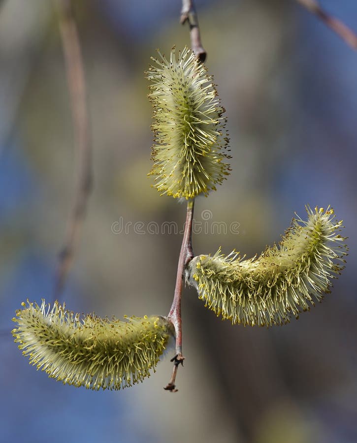 Buds Bloom on the Willow Tree in Spring Stock Image - Image of hultena ...