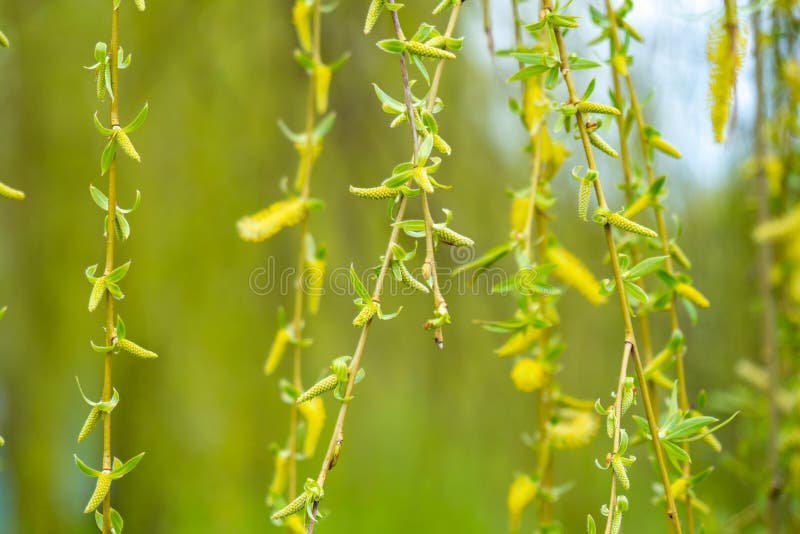 Willow Tree in the Spring, Spring Nature Background Stock Photo - Image ...