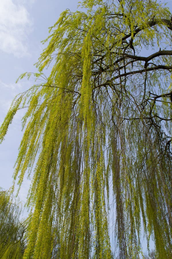 Willow tree in spring stock image. Image of leaves, area - 57601523