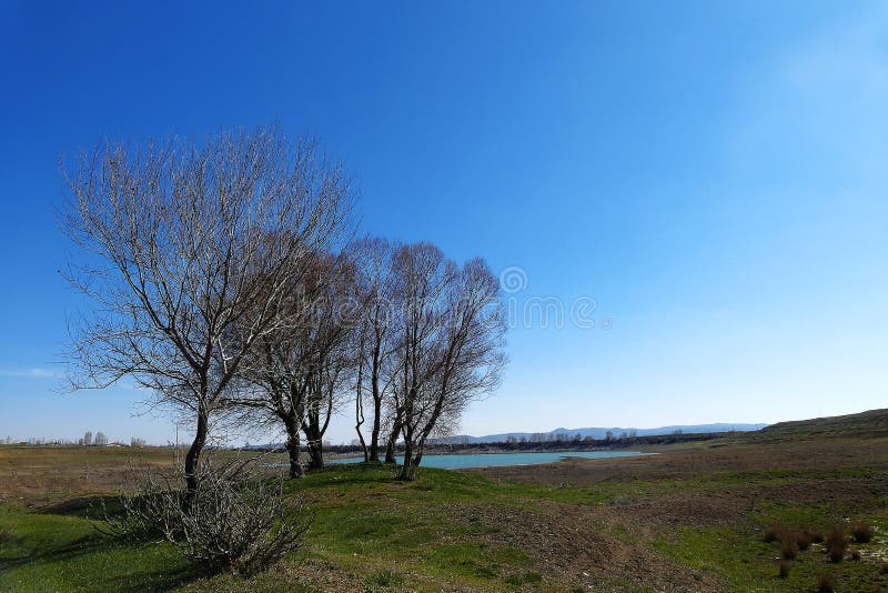 A Willow Tree in Spring Ready To Bloom Stock Image - Image of willow ...