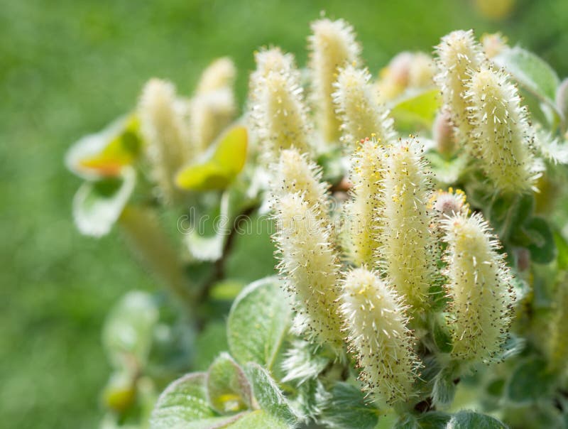 Willow tree in spring stock photo. Image of inculcate - 126074278