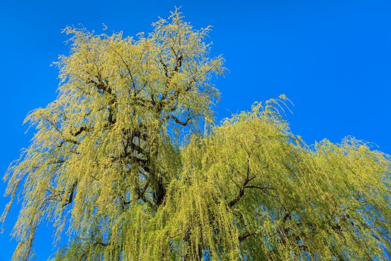 Willow tree in spring stock photo. Image of leaves, springtime - 78601744