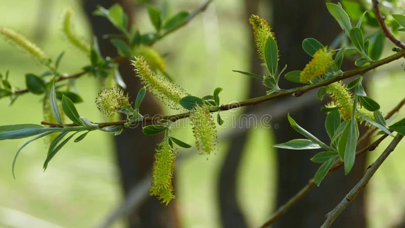 Willow Tree in Spring and Willow Flower Formed on it, Stock Footage ...