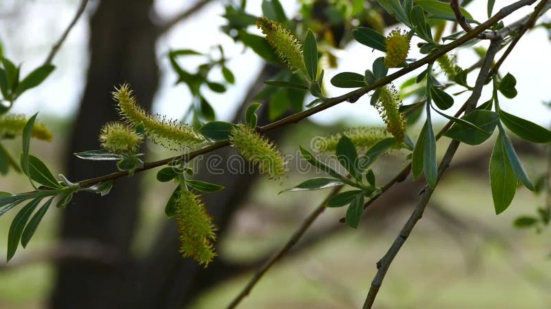 Willow Tree in Spring and Willow Flower Formed on it, Stock Video ...