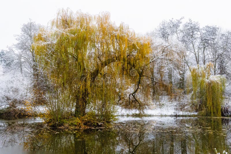 Willow Tree Standing by River Covered in Snow Stock Photo - Image of ...