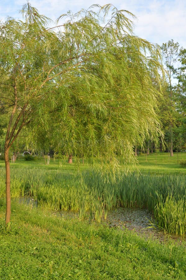 Willow tree at summer stock image. Image of willow, beautiful - 155615213