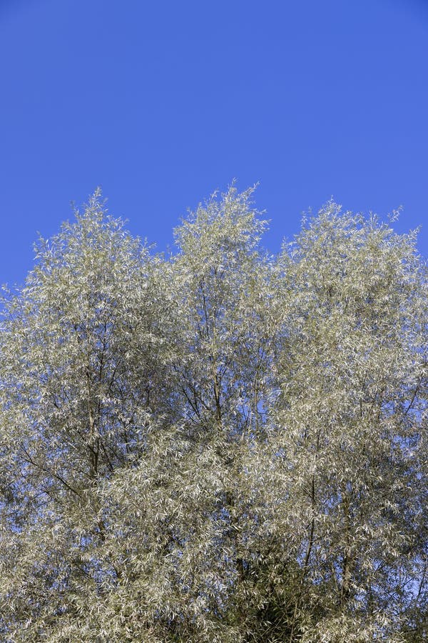 The Willow Tree in the Summer in Sunny Weather Stock Image - Image of ...