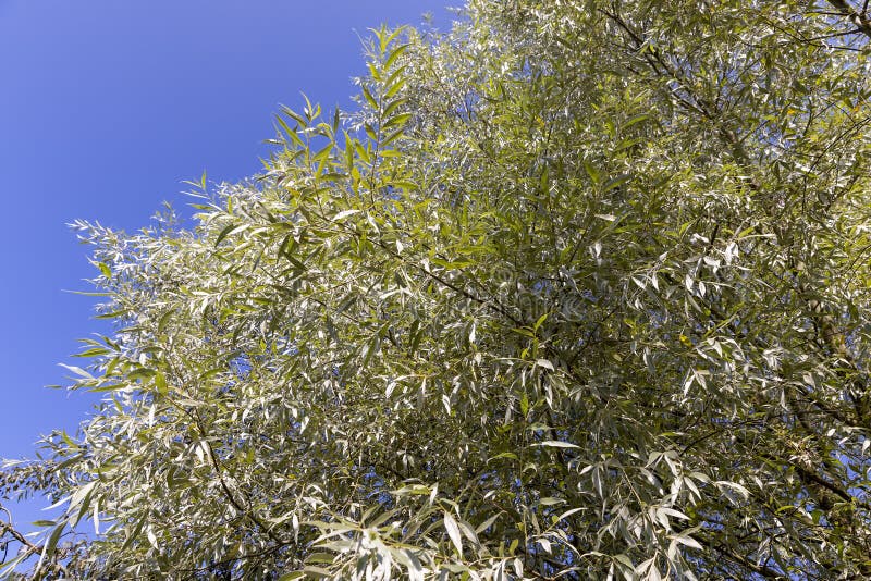 The Willow Tree in the Summer in Sunny Weather Stock Image - Image of ...