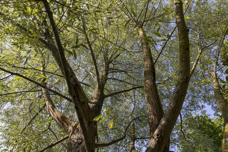 The Willow Tree in the Summer in Sunny Weather Stock Photo - Image of ...