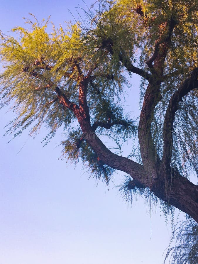 Nature photography stock image. Image of sunlight, willow - 128049095