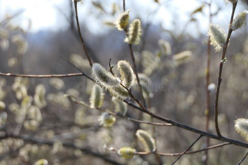 The Willow Tree Has Such Cute and Fluffy Buds, Sparkling in the Sun ...