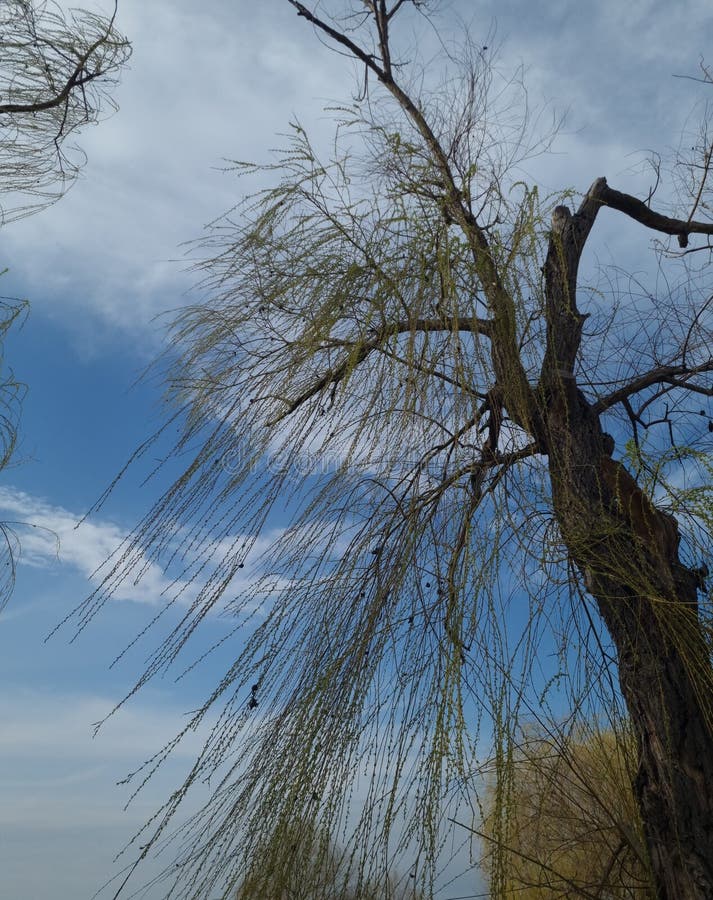Willow Tree with Thin, Drooping Branches and Budding Green Leaves ...