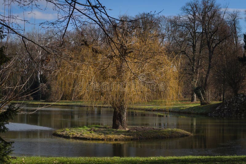 Willow Tree on a Tiny Island Stock Photo - Image of angiospermae, plant ...