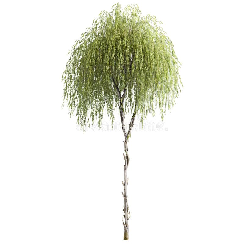 Willow Tree Tree with Long Slender Branches and Narrow Lance Shaped ...