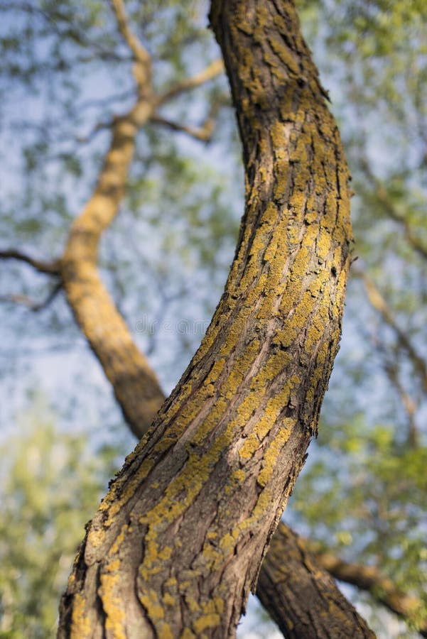 Willow tree trunk stock image. Image of plant, fresh - 102604837