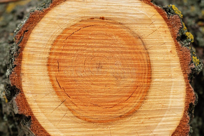 Willow Tree Trunk Cut with a Saw. Color and Surface Structure of Wood ...
