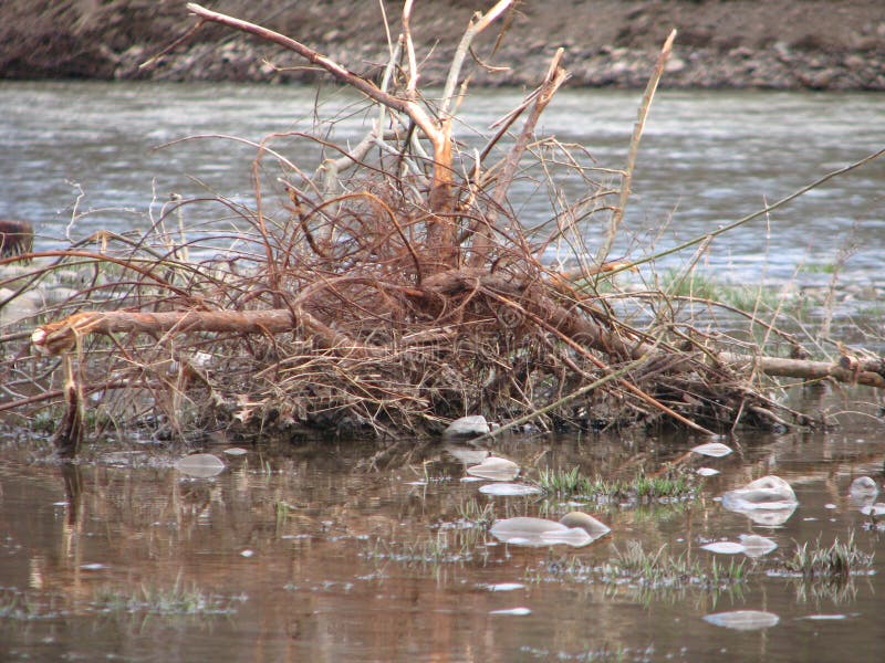 Willow tree in the water stock image. Image of washed - 114362917